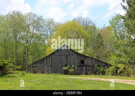 A decaying old barn in a beautiful field of Chamisa. San Acacio, CO ...