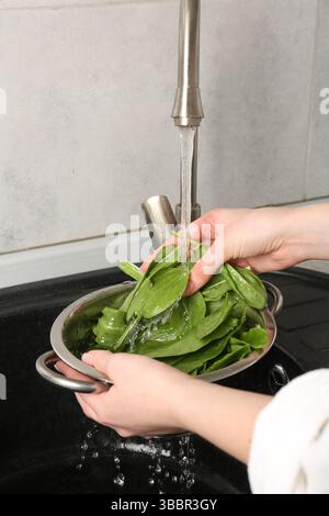 Washing Fresh Sorrel Leaves in Kitchen Sink Stock Photo - Alamy