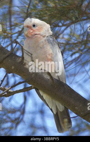 Galah (Eolophus roseicapilla), Aves, Western Australia, AU Stock Photo ...