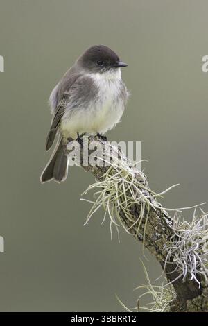 Eastern Phoebe (Sayornis phoebe), Texas, USA, North America Stock Photo ...