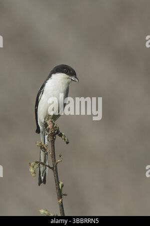 Southern Fiscal (Lanius collaris), Aves, Magala, South Africa Stock ...