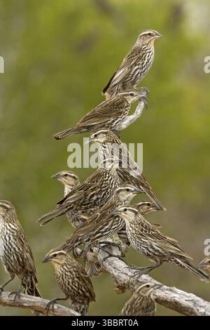 Female red-winged blackbird. Rio Grande Valley, Texas Stock Photo - Alamy