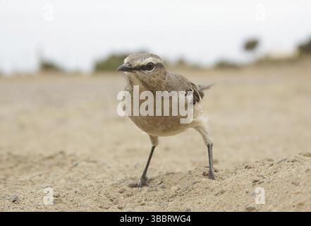 Patagonian Mockingbird (Mimus patagonicus Stock Photo - Alamy
