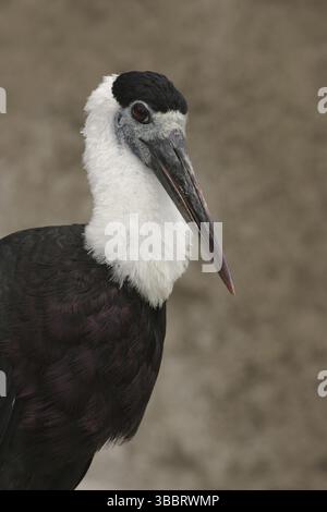 ciconiiformes, woolly-necked stork Stock Photo - Alamy