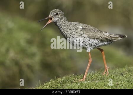 Common redshank Tringa totanus Iceland July 2009 Stock Photo - Alamy