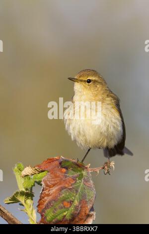 Common Chiffchaff (Phylloscopus collybita), Baden-Wuerttemberg, Germany ...