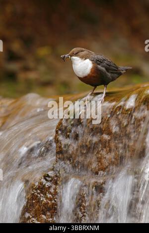 Juvenile Dipper (Cinclus cinclus) in the river Ness, Inverness ...