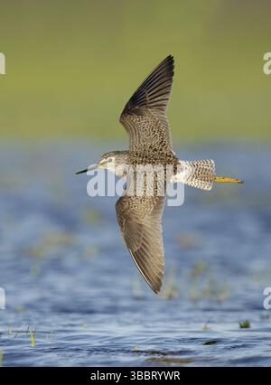 Lesser yellowlegs (Tringa flavipes) flying in blue sky during spring ...