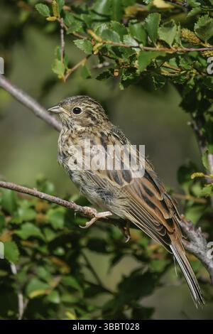 Pine Bunting (Emberiza leucocephalos) juvenile, Mongolia, Asia Stock ...
