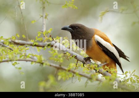 Rufous Treepie, Dendrocitta vagabunda, detail portrait of bird from ...