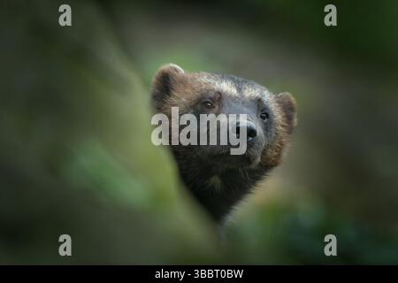 Detail portrait of wild wolverine. Face portrait of wolverine. Running ...