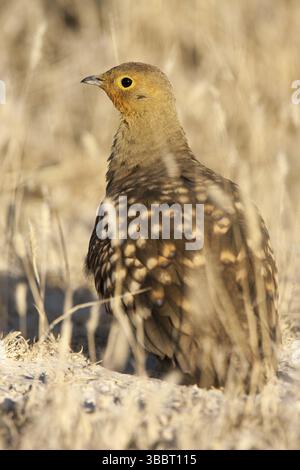 Male, Namaqua sandgrouse, Pterocles namaqua, Etosha National Park ...