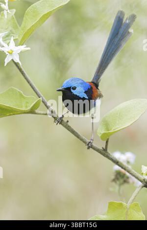 Male Purple-backed Fairywren (Malurus assimilis), Dig Tree Reserve ...