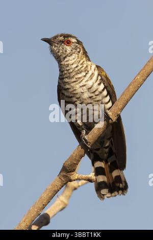 Little Bronze Cuckoo (Chrysococcyx minutillus) Aves Stock Photo - Alamy