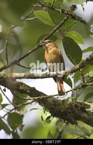 Cinnamon Becard (Pachyramphus cinnamomeus), Aves, Amagusa Preserva ...