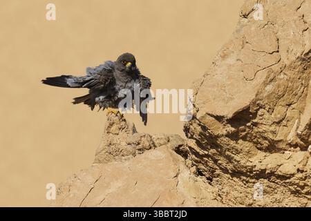 Sooty Falcon (Falco concolor), Eilat, Israel, Asia Stock Photo - Alamy