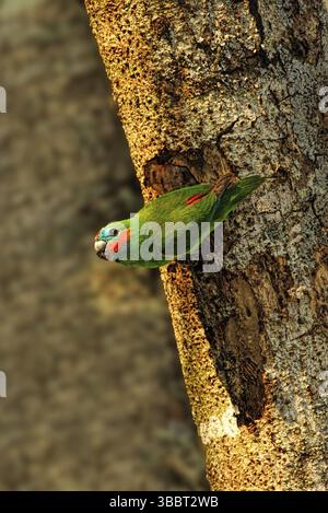 Double-eyed Fig-Parrot (Cyclopsitta diophthalma) male eating fruit of a ...