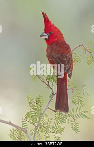 Vermilion Cardinal (Cardinalis phoeniceus) male, Guajira Peninsula ...