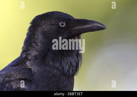 Australian Raven (Corvus coronoides) Aves Stock Photo - Alamy