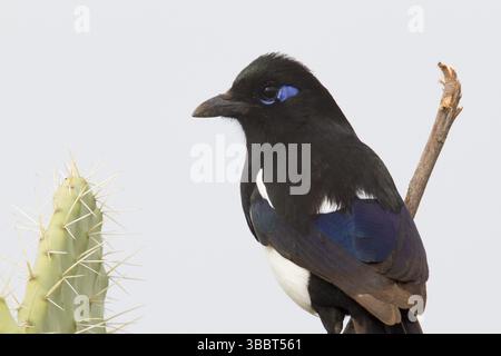 Eurasian Magpie (Pica pica mauritanica), Morocco, Africa Stock Photo ...