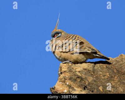 Spinifex Pigeon (Geophaps plumifera), Northern Territory, Australia ...