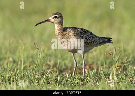 Little Curlew Numenius minutus Australia Stock Photo - Alamy