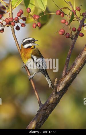 Western Spindalis, Spindalis zena, Cuba Stock Photo - Alamy