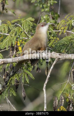 great lizard cuckoo, Coccyzus merlini, single adult perched in tree ...