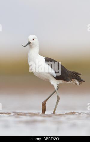 Andean Avocet (Recurvirostra andina) in a wetland in Bolivia, South ...