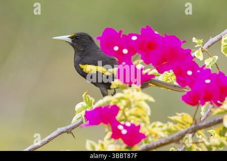 Mexican Cacique (Cacicus melanicterus) female, Mexico Stock Photo - Alamy