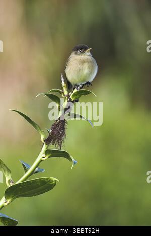 The black-capped flycatcher (Empidonax atriceps) is a very small ...