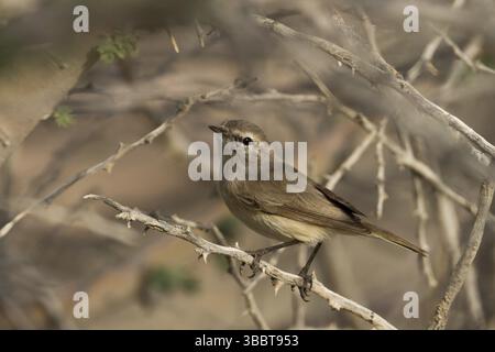 Plain Leaf Warbler (Phylloscopus neglectus), Oman, Asia Stock Photo - Alamy