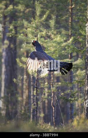 Western Capercaillie (Tetrao urogallus), male portrait. Pyrenees ...