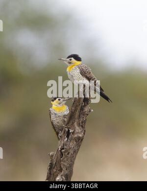 Campo Flicker (Colaptes campestris) Aves Stock Photo - Alamy