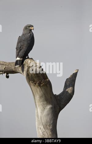 Western Banded Snake-Eagle - Circaetus cinerascens grey-brown African ...