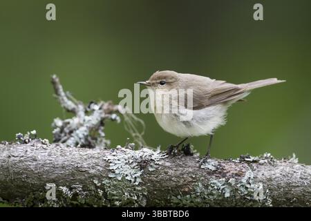 Siberian Chiffchaff - Taigazilpzalp - Phylloscopus tristis, Kazakhstan ...