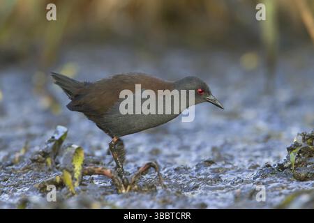 Spotless Crake (Porzana tabuensis), Australia Stock Photo - Alamy