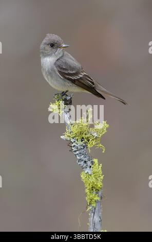 Western Wood-Peewee (Contopus sordidulus Stock Photo - Alamy