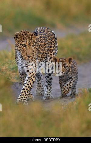 Leopard kitten with mother in the nature habitat. Nature wildlife ...