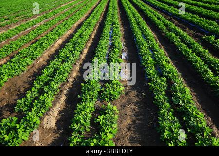 Rows of peanut fields Stock Photo - Alamy