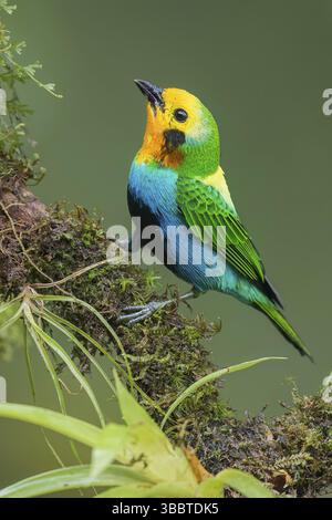 Multicolored Tanager (Chlorochrysa nitidissima) male, Valle del Cauca ...