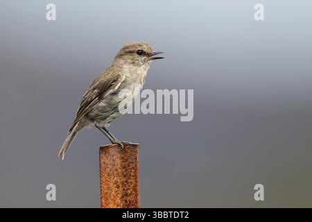 Dusky Robin Melanodryas vittata Tasmania Australia BI031285 Stock Photo ...