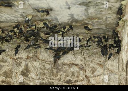 Glossy Swiftlet (Collocalia esculenta), Fraser's Hill, Malaysia, Asia ...