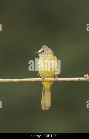 Flavescent Bulbul (Pycnonotus flavescens), Kaeng Krachan, Thailand ...