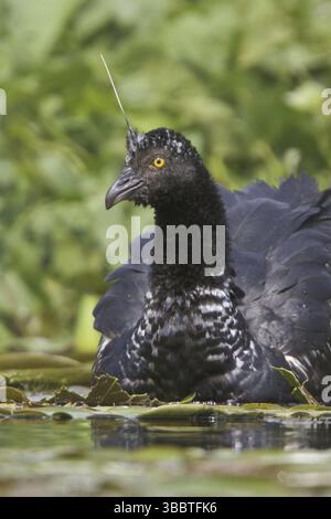 Horned Screamer (Anhima cornuta) of the Peruvian Amazon Stock Photo - Alamy