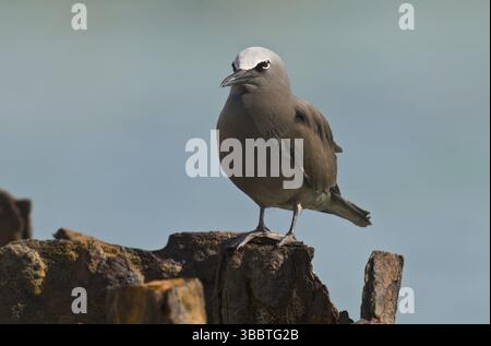 Brown Noddy (Anous stolidus), Hawaii, USA, North America Stock Photo ...