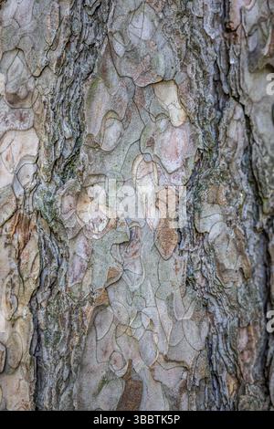 Close-up of detailed Tree Bark. Wooden Background Texture Stock Photo ...