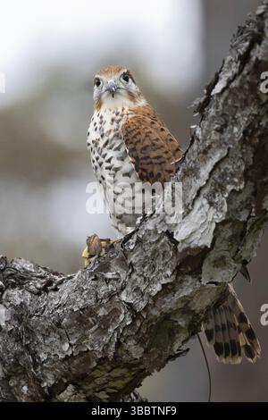 Mauritius kestrel - Falco punctatus Stock Photo - Alamy