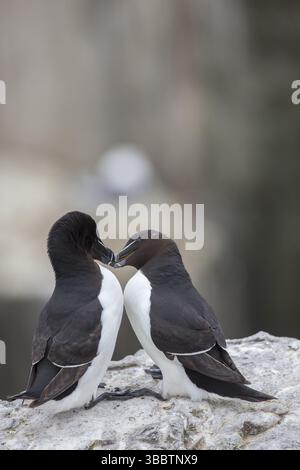 Razorbill (Alca torda), mating pair, Shiant Islands, isle of Harris ...