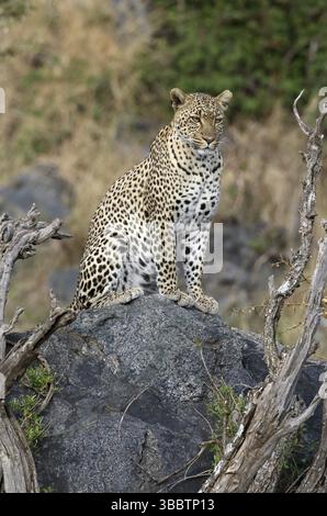 Leopard on rock, Serengeti National Park, Tanzania, Africa Sep 2010 ...